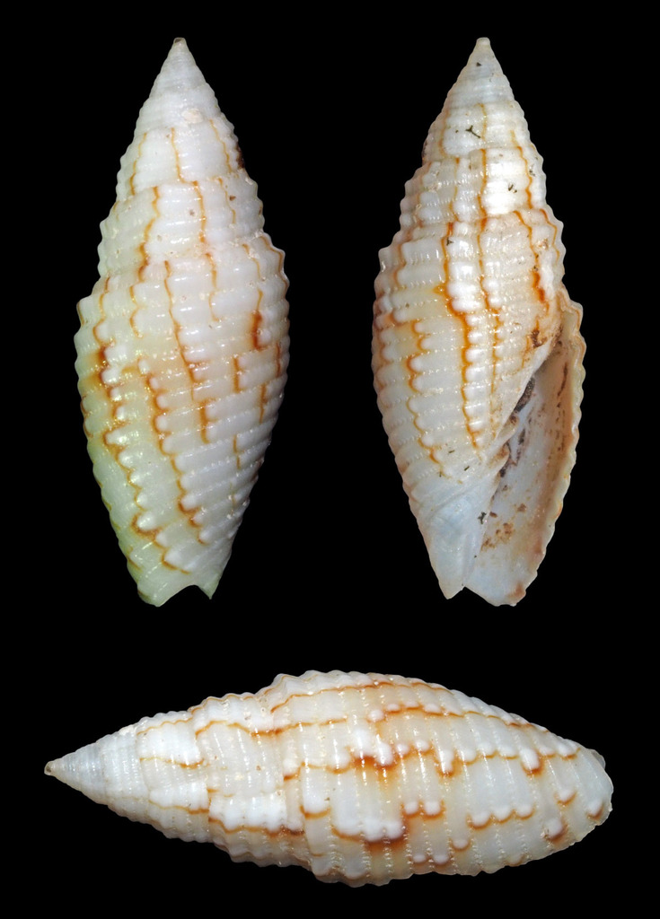Scabricola variegata from Koror, Palau on June 22, 1980 by uwkwaj. 18 ...