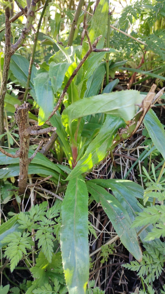 Great Willowherb from Hapton, UK on April 26, 2024 at 10:03 AM by Ben ...