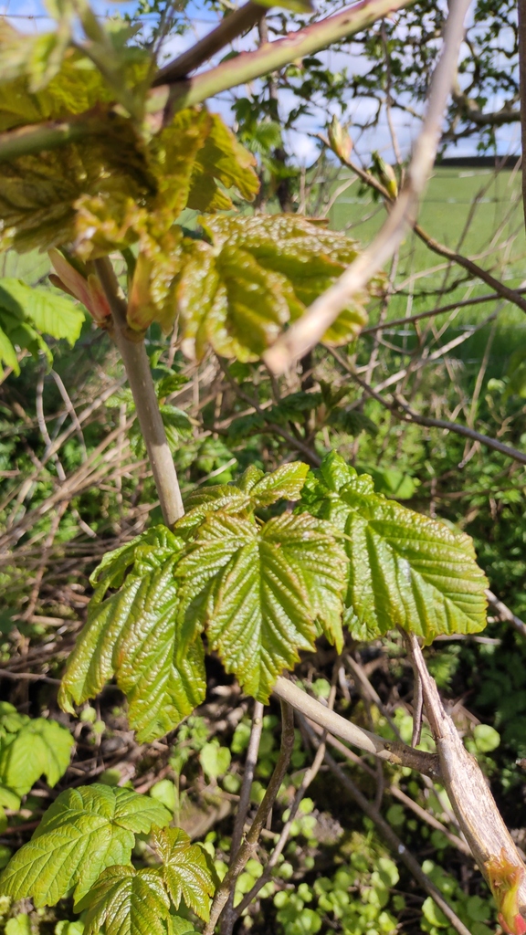 sycamore maple from Hapton, UK on April 26, 2024 at 10:04 AM by Ben ...