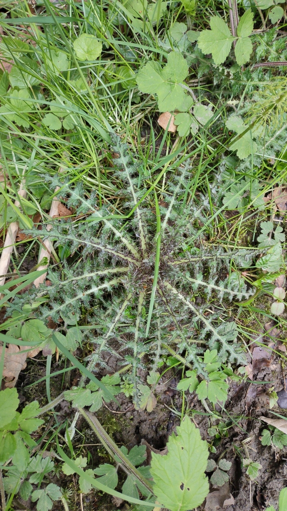 Marsh Thistle from Hapton, UK on April 26, 2024 at 11:15 AM by Ben Deed ...