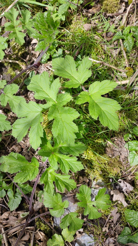 hogweed from Hapton, UK on April 26, 2024 at 11:52 AM by Ben Deed ...