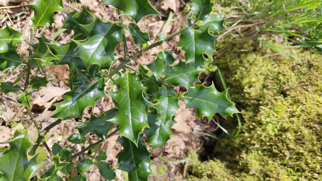 European holly from Hapton, UK on April 26, 2024 at 11:54 AM by Ben ...