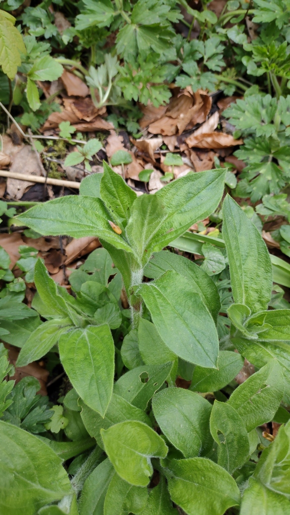 red campion from Hapton, UK on April 26, 2024 at 12:17 PM by Ben Deed ...