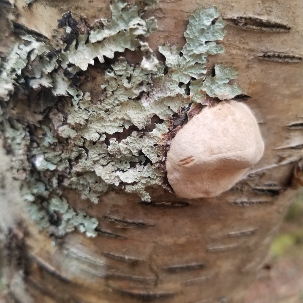 Veiled Polypore from Coeur d'Alene, ID 83814, USA on April 26, 2024 at ...
