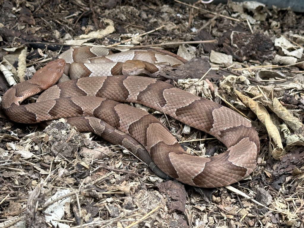 Eastern Copperhead in April 2024 by Anna Olderbak. Gorgeous pair ...