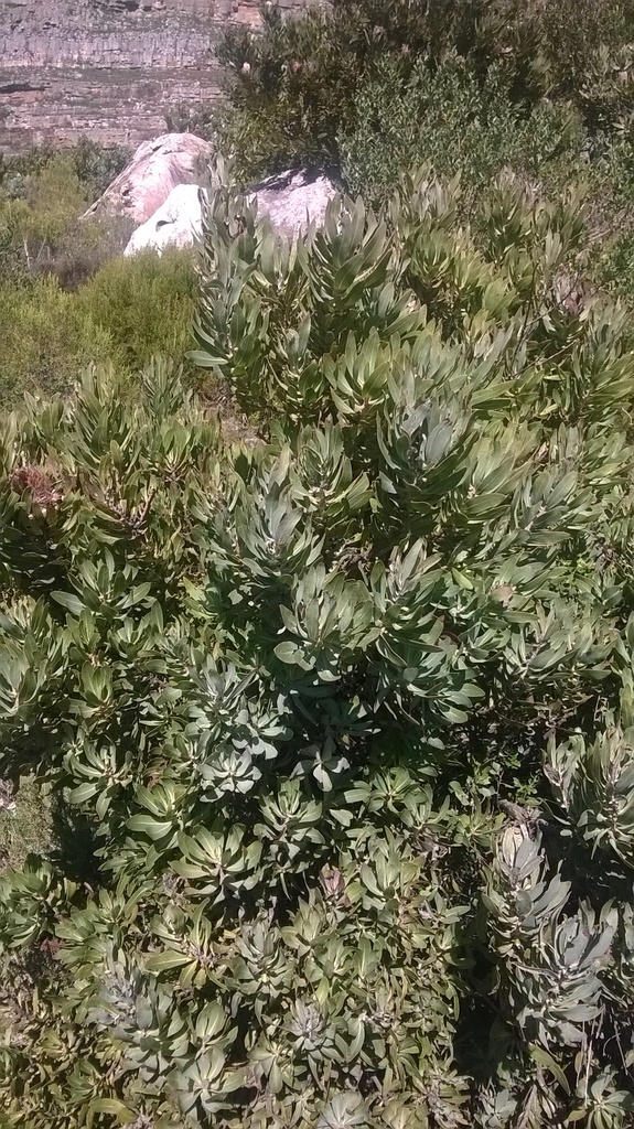 Protea sect. Speciosae from Next to the aerial cable car,Table Mountain ...