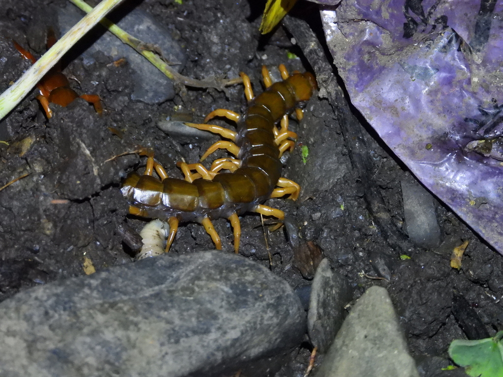 Scolopendra multidens from 269台灣宜蘭縣冬山鄉冬山 on April 26, 2024 at 09:16 PM ...