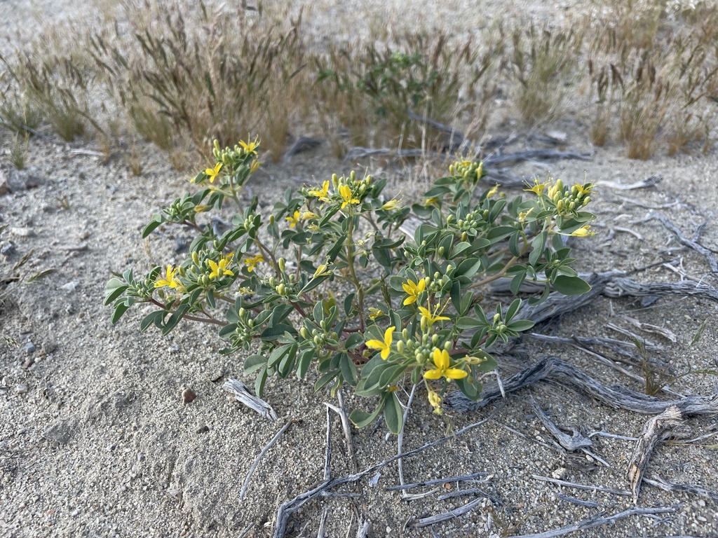 Mojave stinkweed from Trona Rd, Trona, CA, US on April 21, 2024 at 06: ...