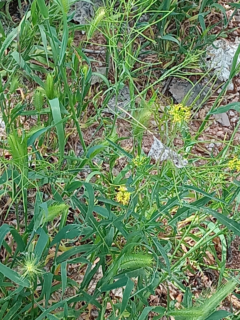 mustard family from Cottonwood, AZ, USA on April 26, 2024 at 10:33 AM ...