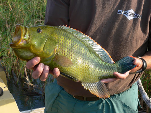 Yellow-belly Bream (Serranochromis robustus) - Marine Life Identification