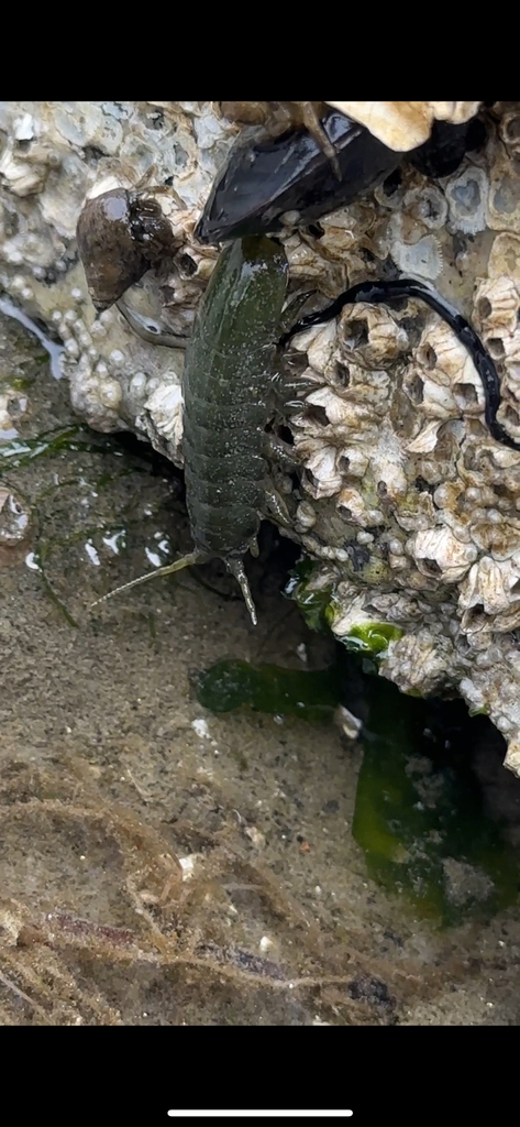 Rockweed isopod from Anacortes on 26 April, 2024 at 10:50 AM by ...