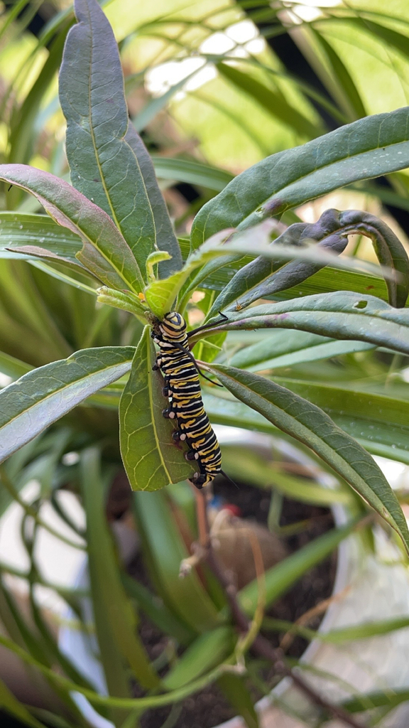 Monarch from Minneola on April 26, 2024 at 01:52 PM by nolaceliac ...