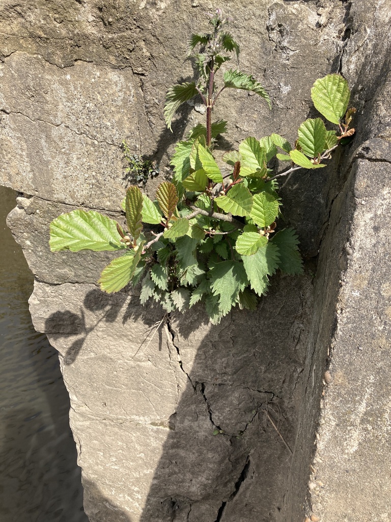 common alder from York, England, GB on April 26, 2024 at 11:36 AM by ...