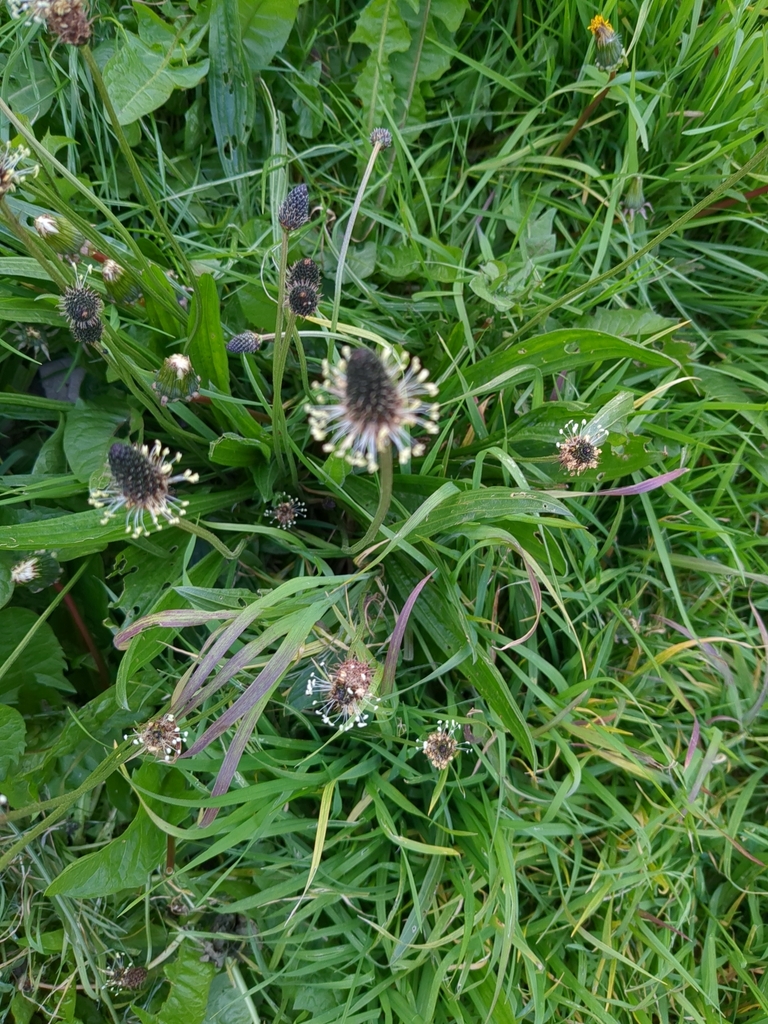 ribwort plantain from London NW10, UK on 26 April, 2024 at 06:53 PM by ...