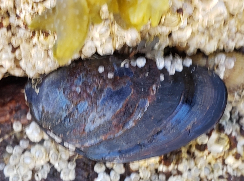 Blue Mussel from Nantucket, MA 02554, USA on April 26, 2024 at 10:36 AM ...