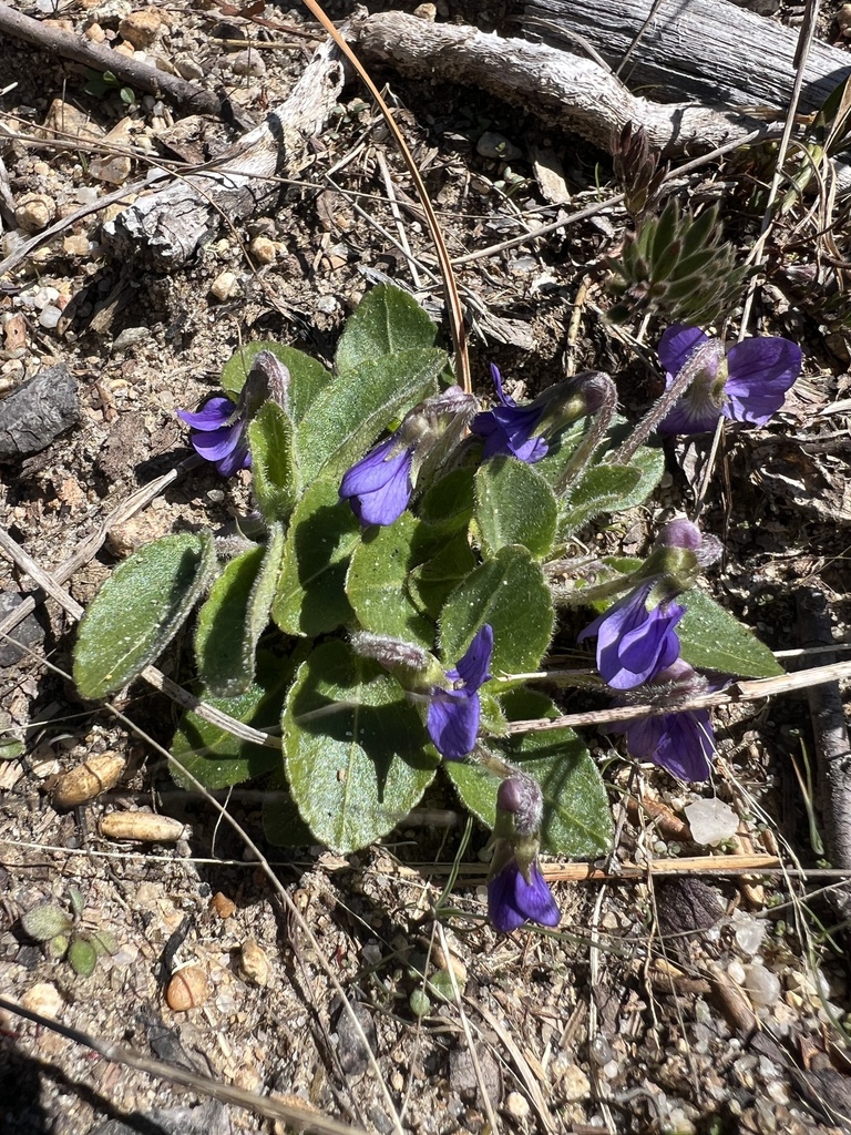 downy blue violet in April 2024 by MA Army National Guard, Natural ...