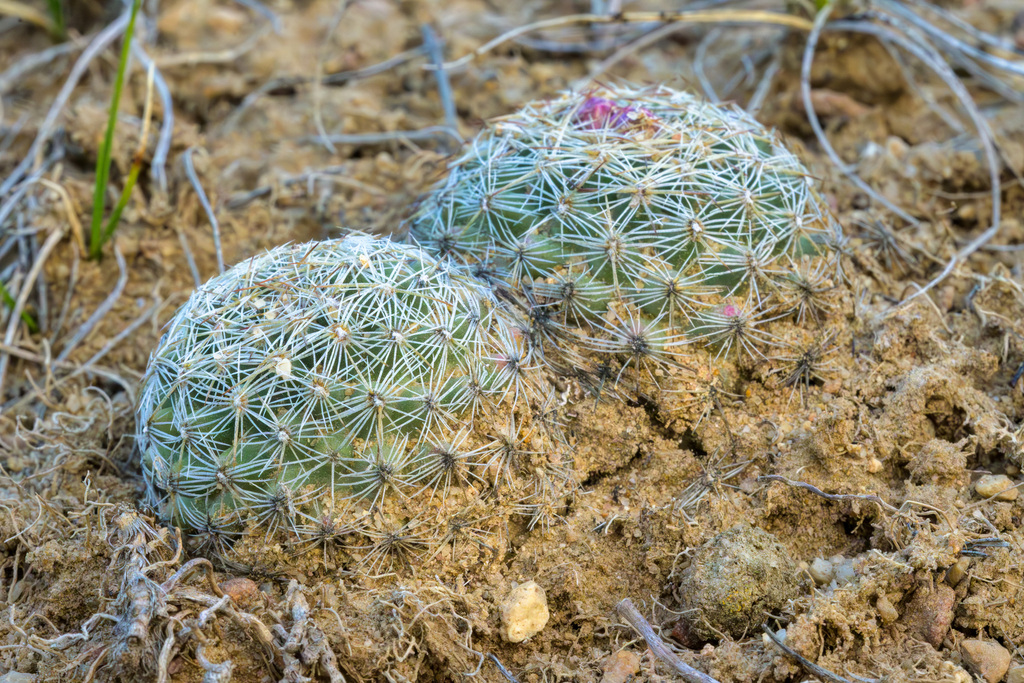 Mountain Ball Cactus from Beaverhead County, MT, USA on April 25, 2024 ...