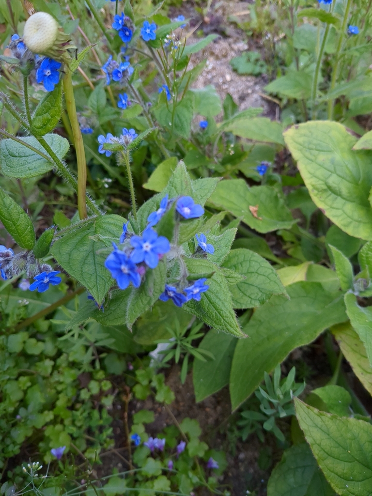 Green Alkanet from London NW10, UK on 26 April, 2024 at 07:18 PM by ...