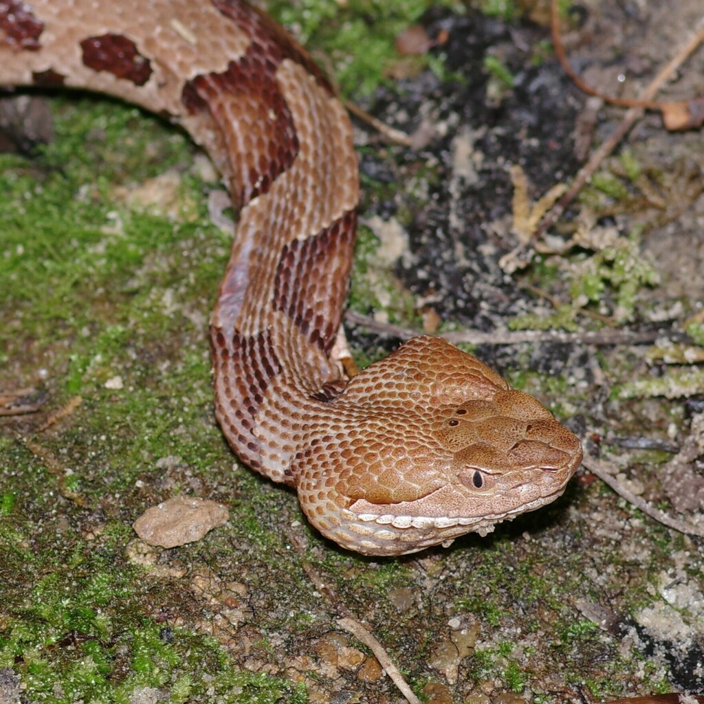 Eastern Copperhead in April 2024 by Peter and Kim Connolly. Torreya ...