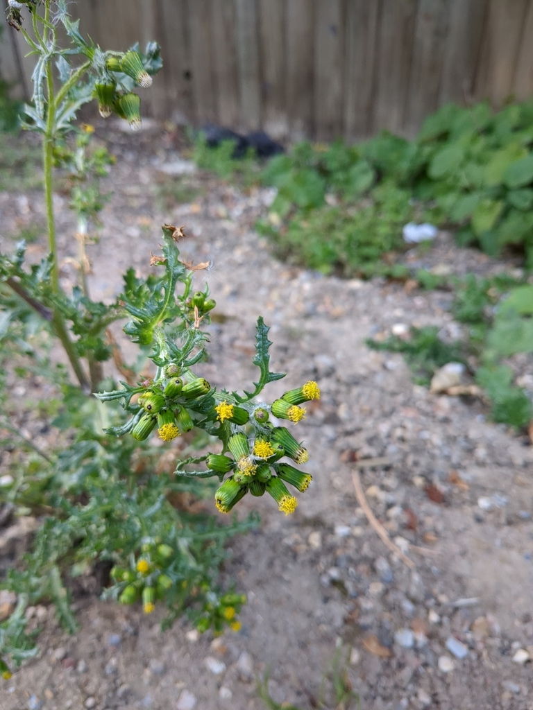 common groundsel from London NW10, UK on April 26, 2024 at 07:24 PM by ...