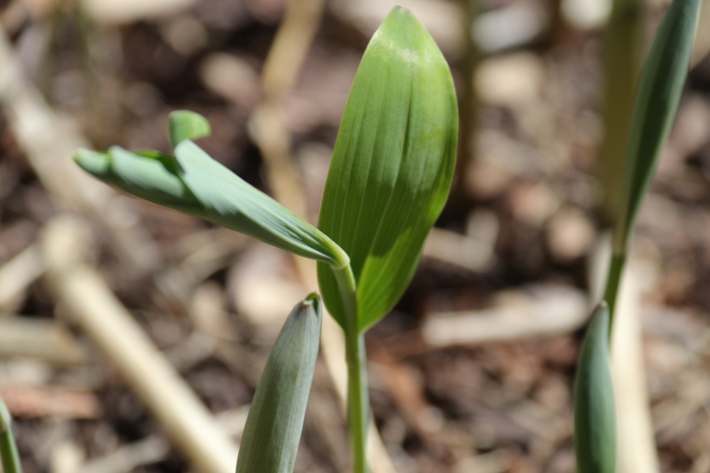 Solomon's-seal from Armour Rd, Peterborough, ON, CA on April 26, 2024 ...