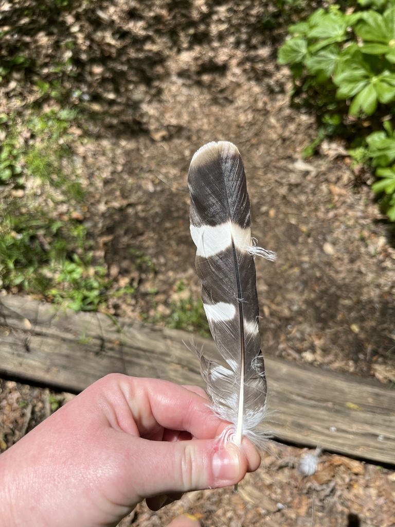 Broad-winged Hawk from Tyler Arboretum, Media, PA, US on April 26, 2024 ...