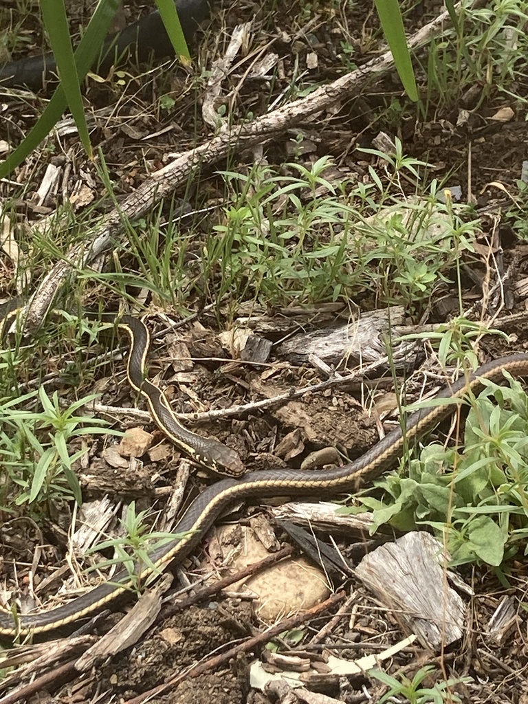 California Striped Racer from Central Dr, Los Altos Hills, CA, US on ...