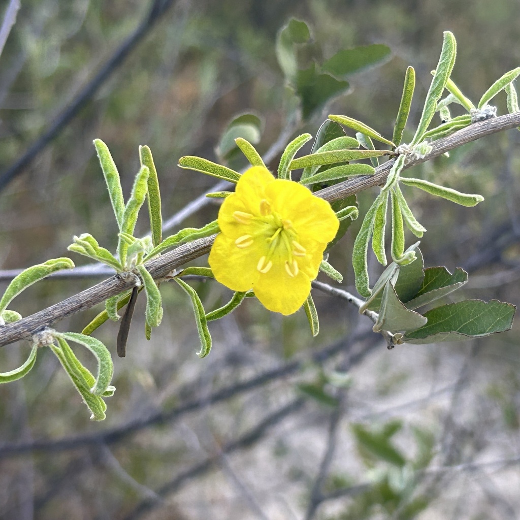Kalahari Gold from North West, BW on April 26, 2024 at 04:45 PM by ...