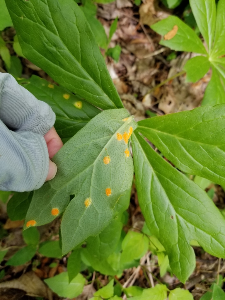 Mayapple Rust from 3228 Wood Stream Ln, Ellicott City, MD 21042, USA on ...