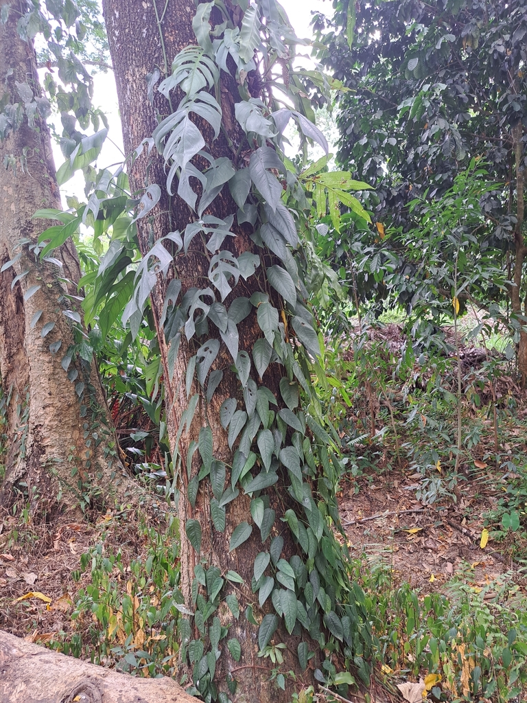 Something from FR44+MFM, Tagum, Davao del Norte, Philippines on April ...