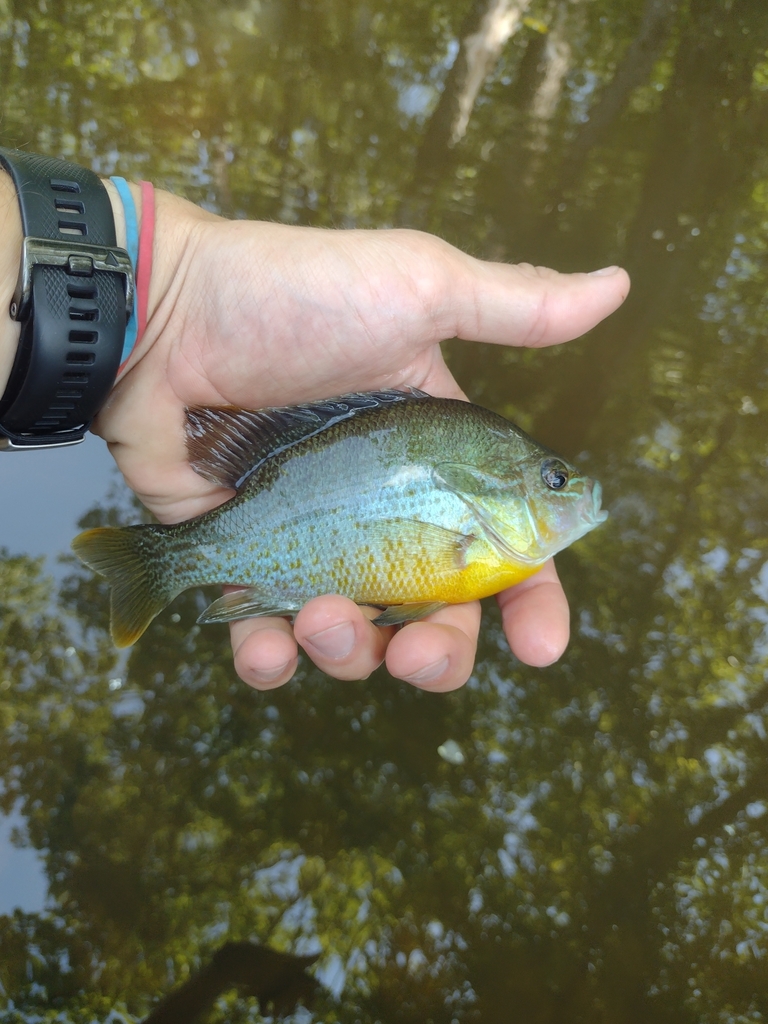 Redbreast Sunfish from Northport, AL 35476, USA on April 26, 2024 at 12 ...