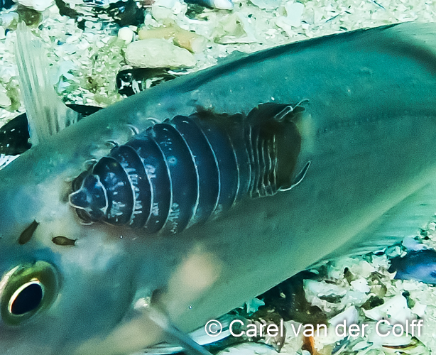 fish louse from City of Cape Town, ZA-WC, ZA on April 29, 2019 at 12:19 ...