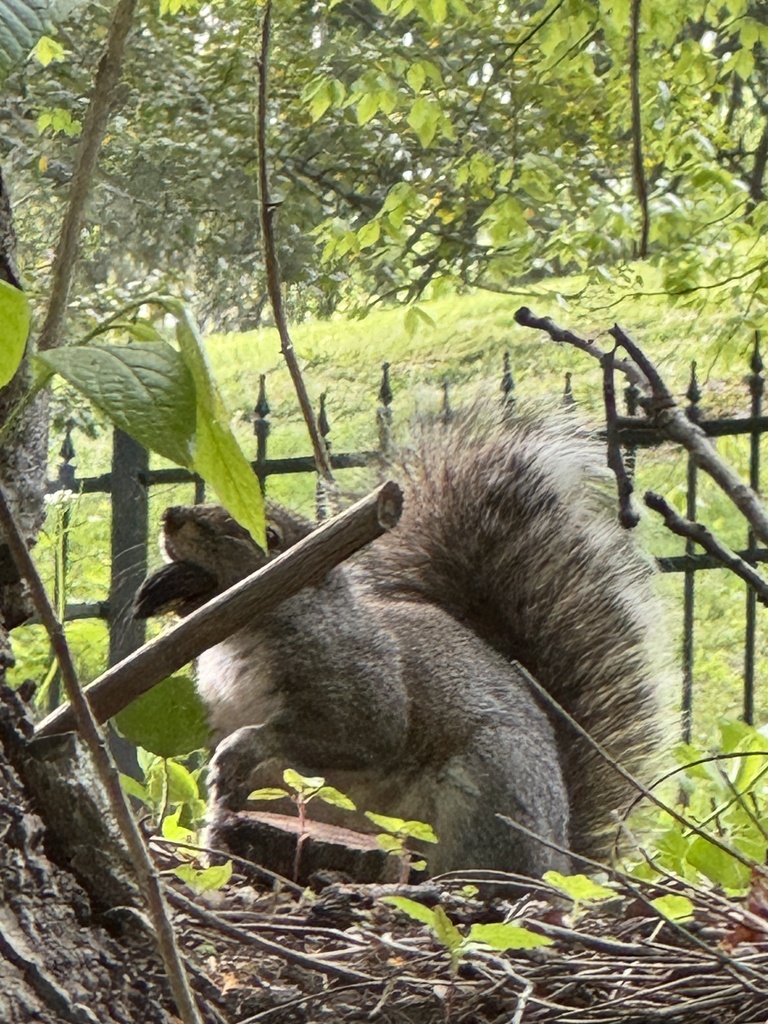 Eastern Gray Squirrel from Highlands Douglass, Louisville, KY 40205 ...