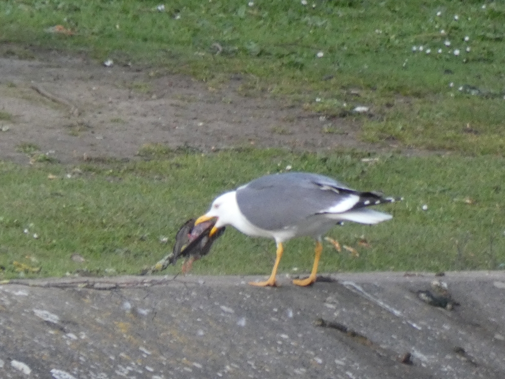Lesser Black-backed Gull from Hull HU8, UK on April 26, 2024 at 07:34 ...