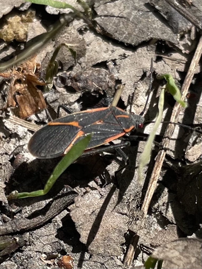 Eastern Boxelder Bug from Colleen Cir, Ewing, NJ, US on April 26, 2024 ...