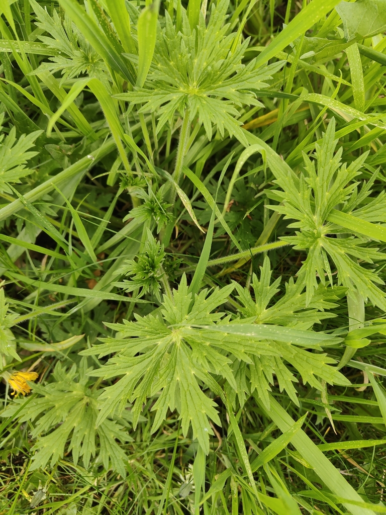 meadow buttercup from Humanities Bridgeford Street, Manchester, UK on ...