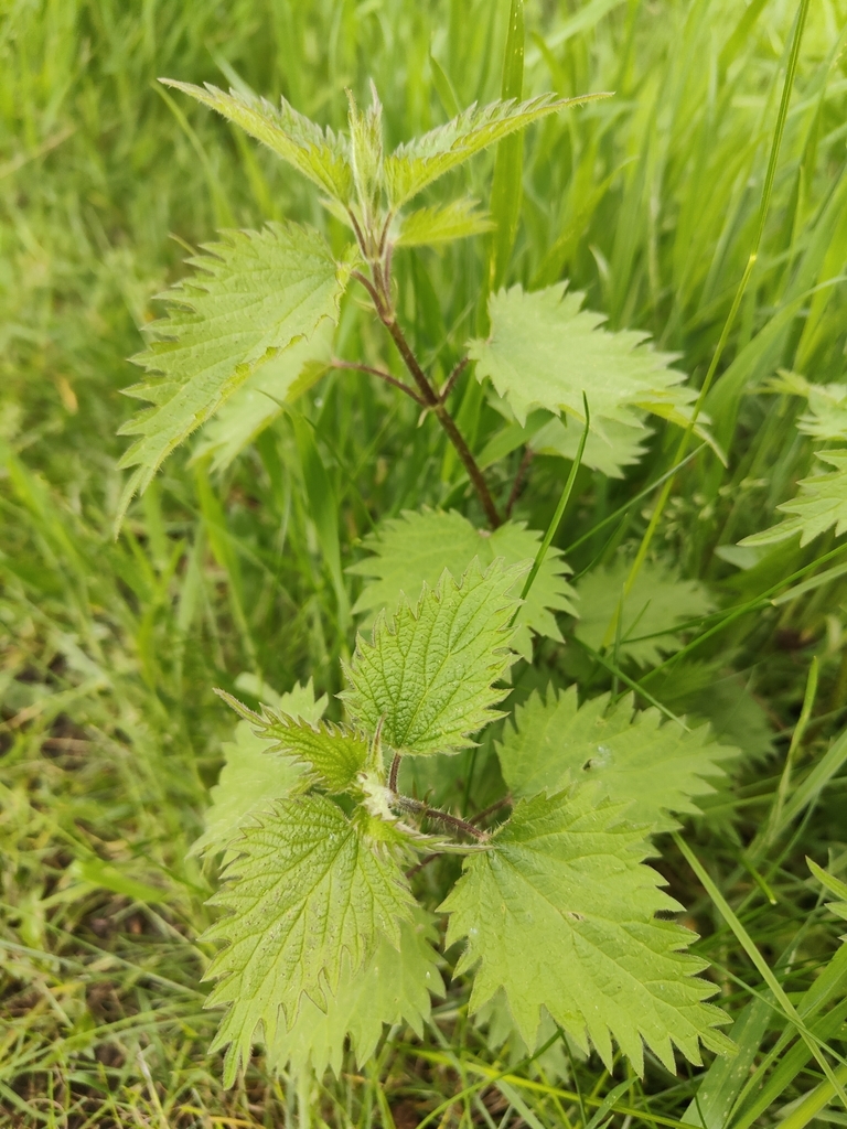 great stinging nettle from Humanities Bridgeford Street, Manchester, UK ...