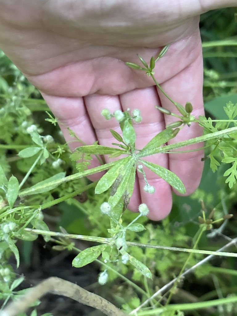 catchweed bedstraw from Lancaster, TX, US on April 26, 2024 at 10:37 AM ...