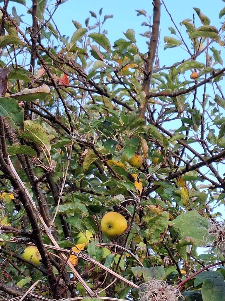apple from Newtown, Wellington 6021, New Zealand on April 27, 2024 at ...
