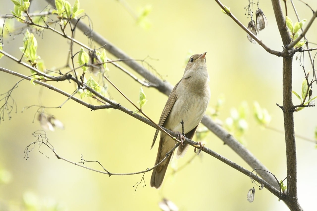 Thrush Nightingale from Moscow, Russia, 119071 on April 25, 2024 by ...