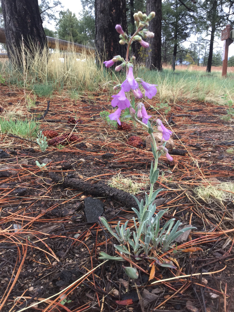 Sidebells Penstemon (Plants of Boulder Canyon) · iNaturalist