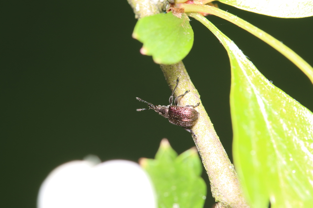 Involvulus cupreus from Herkenbosch, Netherlands on April 26, 2024 at ...