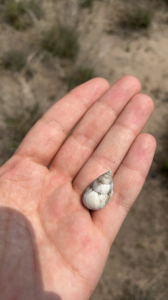 Whitewashed Rabdotus from Alice on April 26, 2024 at 02:29 PM by Danial ...