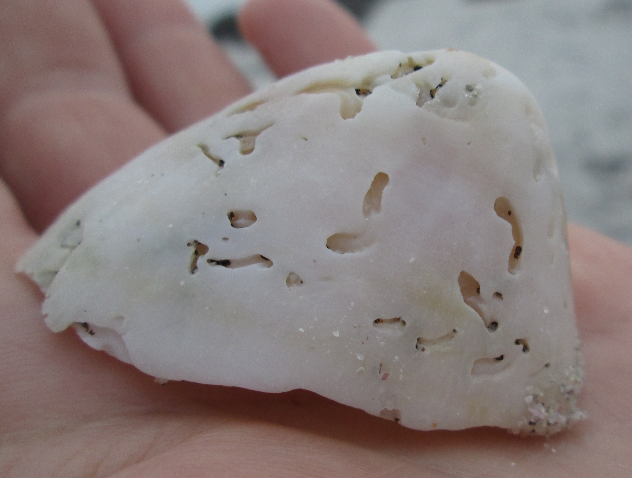 Scutellastra argenvillei (Krauss, 1848)