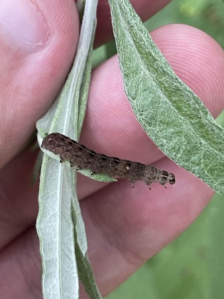 Velvet Armyworm Moth from Guadalupe River State Park, Spring Branch, TX ...