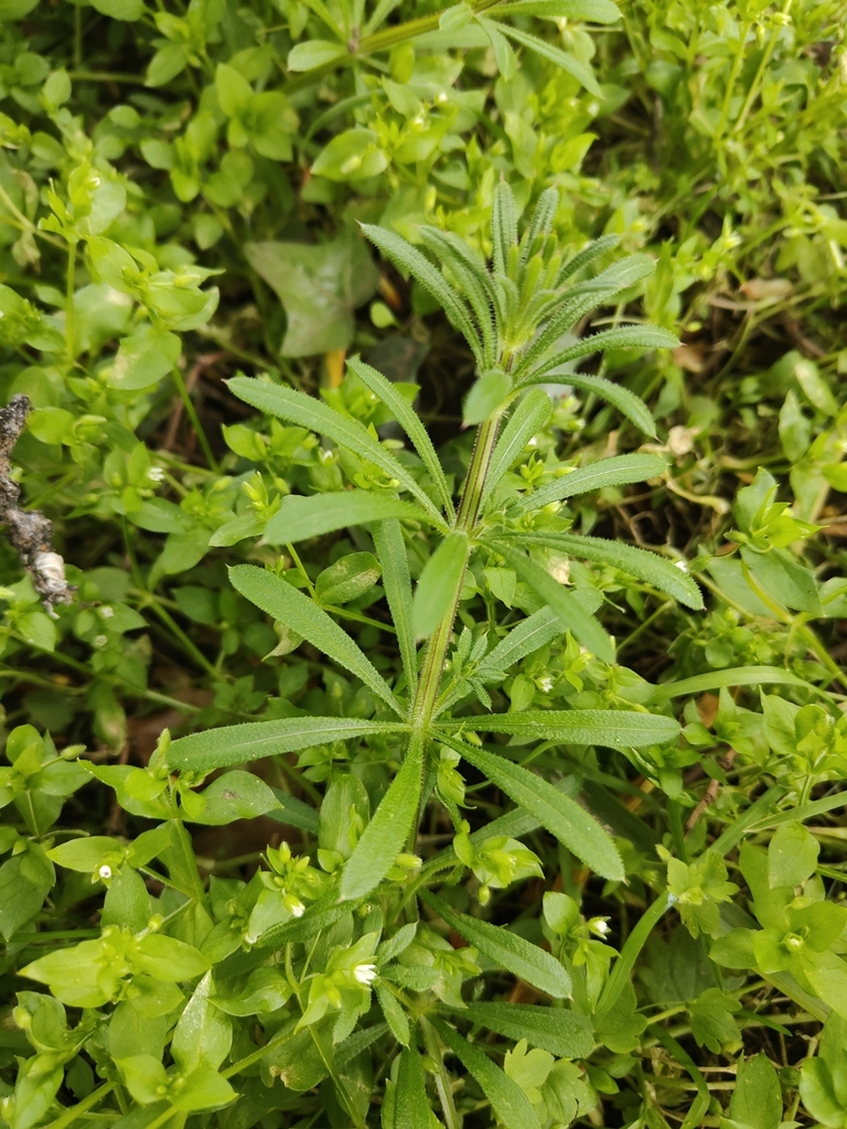 catchweed bedstraw from Arthur Lewis Building, Manchester, UK on April ...