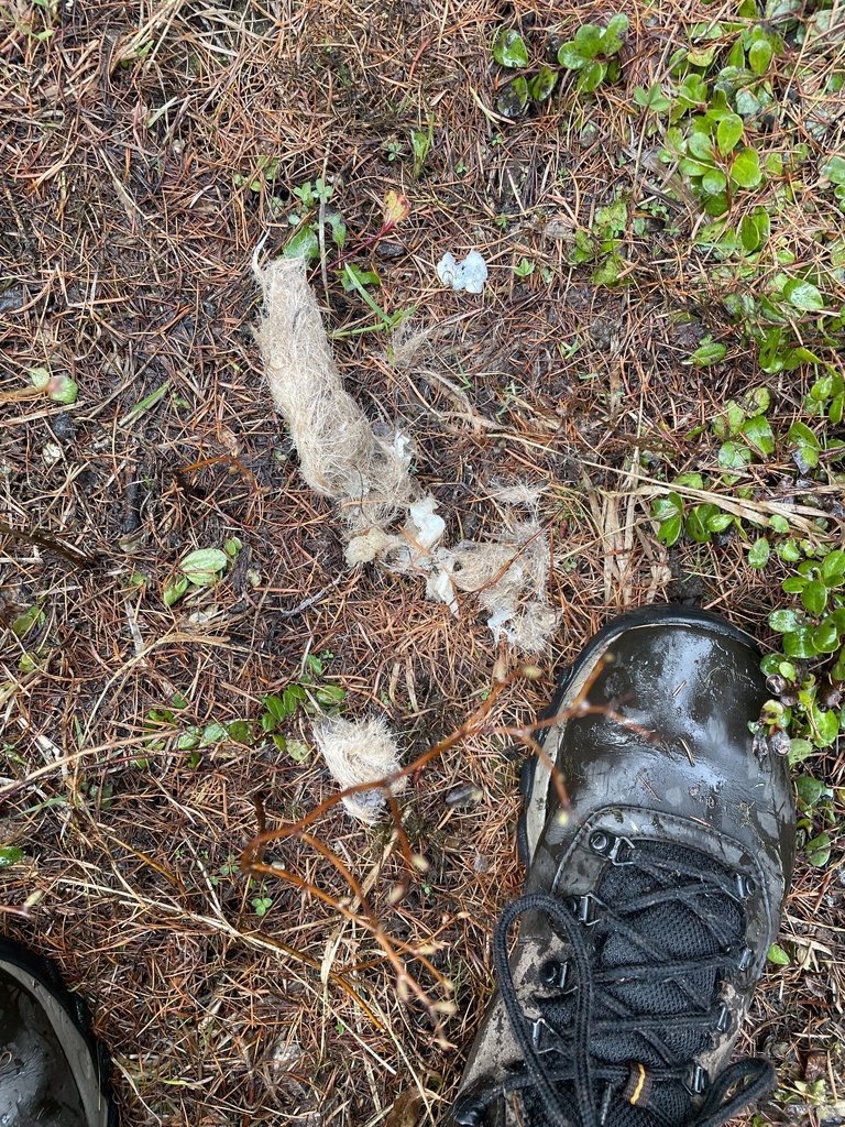 Gray Wolf in April 2024 by Eli Loftis · iNaturalist