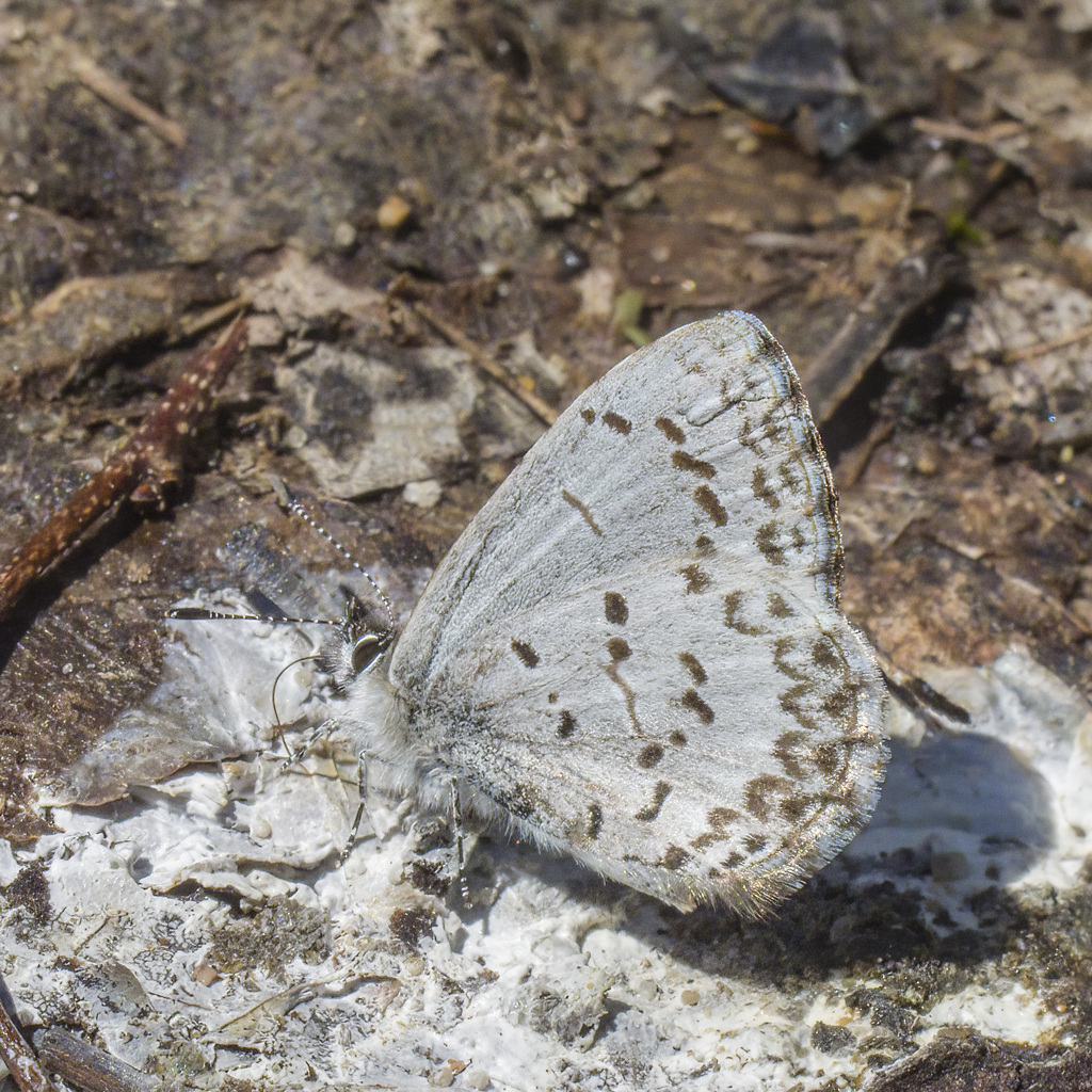 Northern Azure from Lanark County, ON, Canada on April 26, 2024 at 01: ...