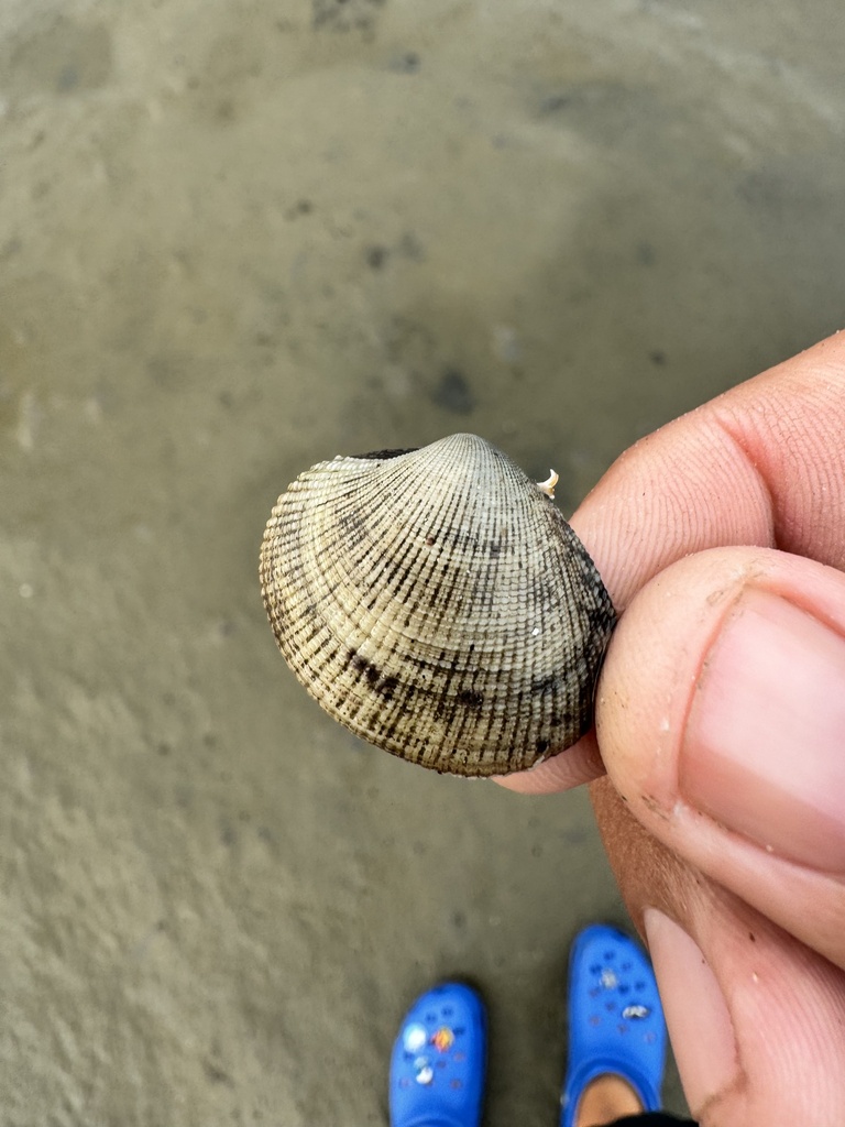 Leukoma asperrima from Manzanillo, Col., MX on April 26, 2024 at 07:24 ...