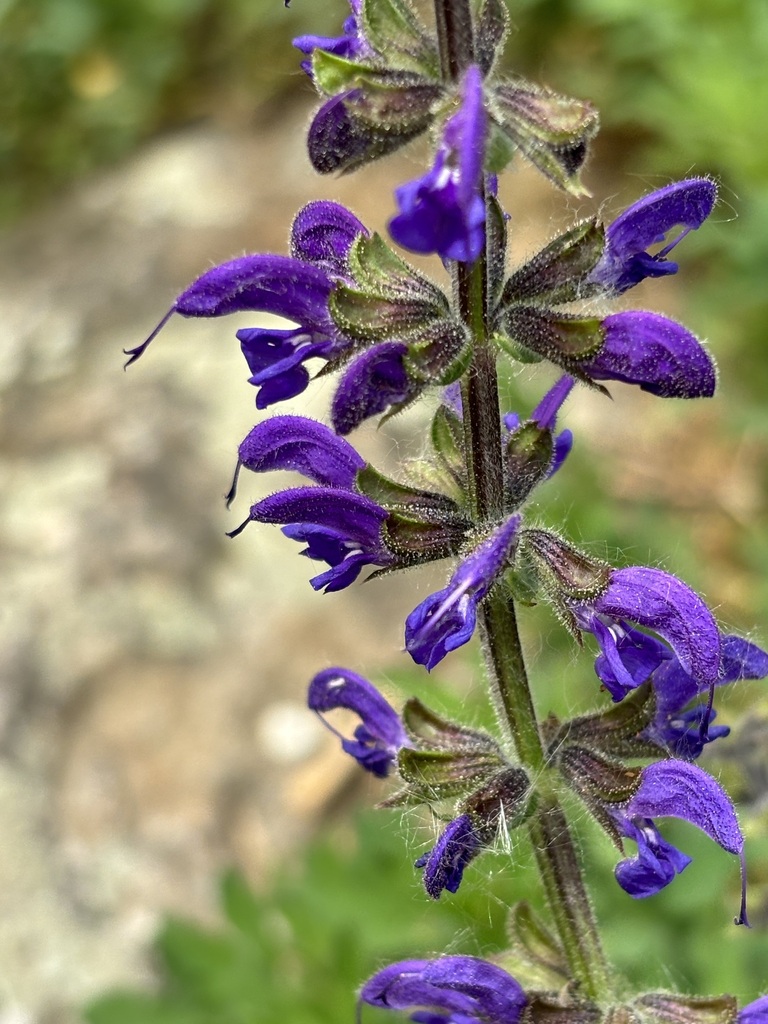 Meadow Sage from Krems an der Donau, Austria on April 09, 2024 at 11:25 ...